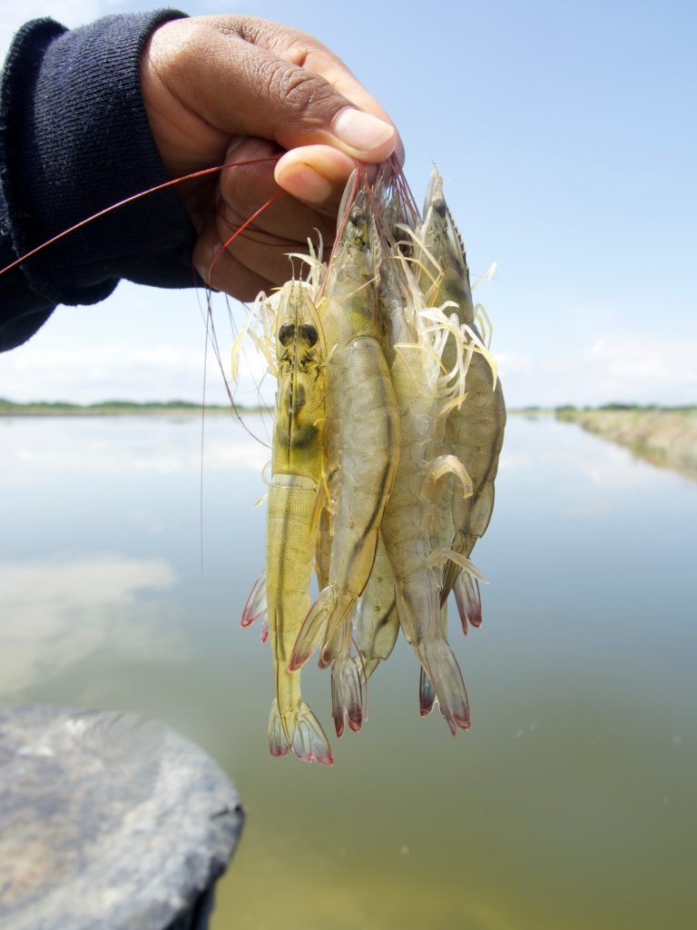 Langosmar - Natural production of organic shrimp.